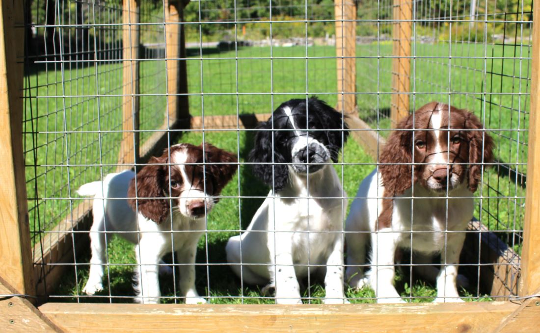 Springville Springers