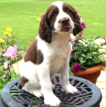 Springville Springers