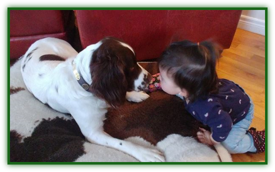 Springville Springers